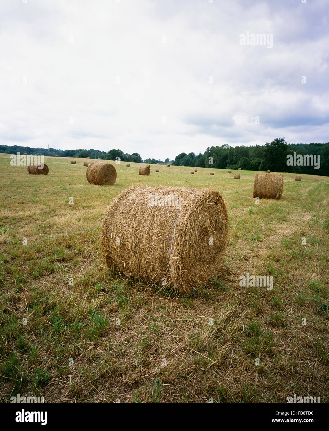 Hay bales in field Stock Photo - Alamy