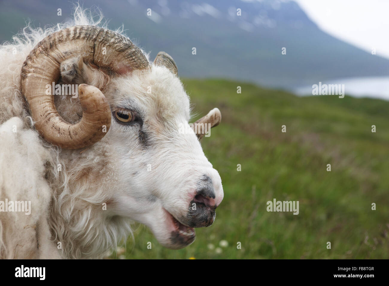 Sheep closeup horn hi-res stock photography and images - Alamy
