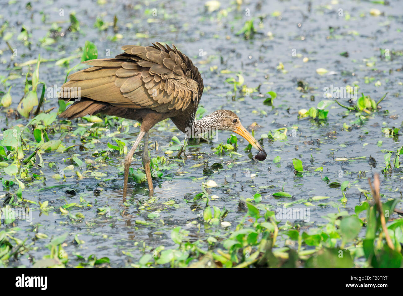 Colorful tropical forest snail hi-res stock photography and images - Alamy