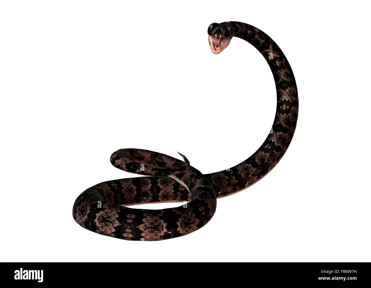 3D digital render of a cottonmouth snake isolated on white background ...