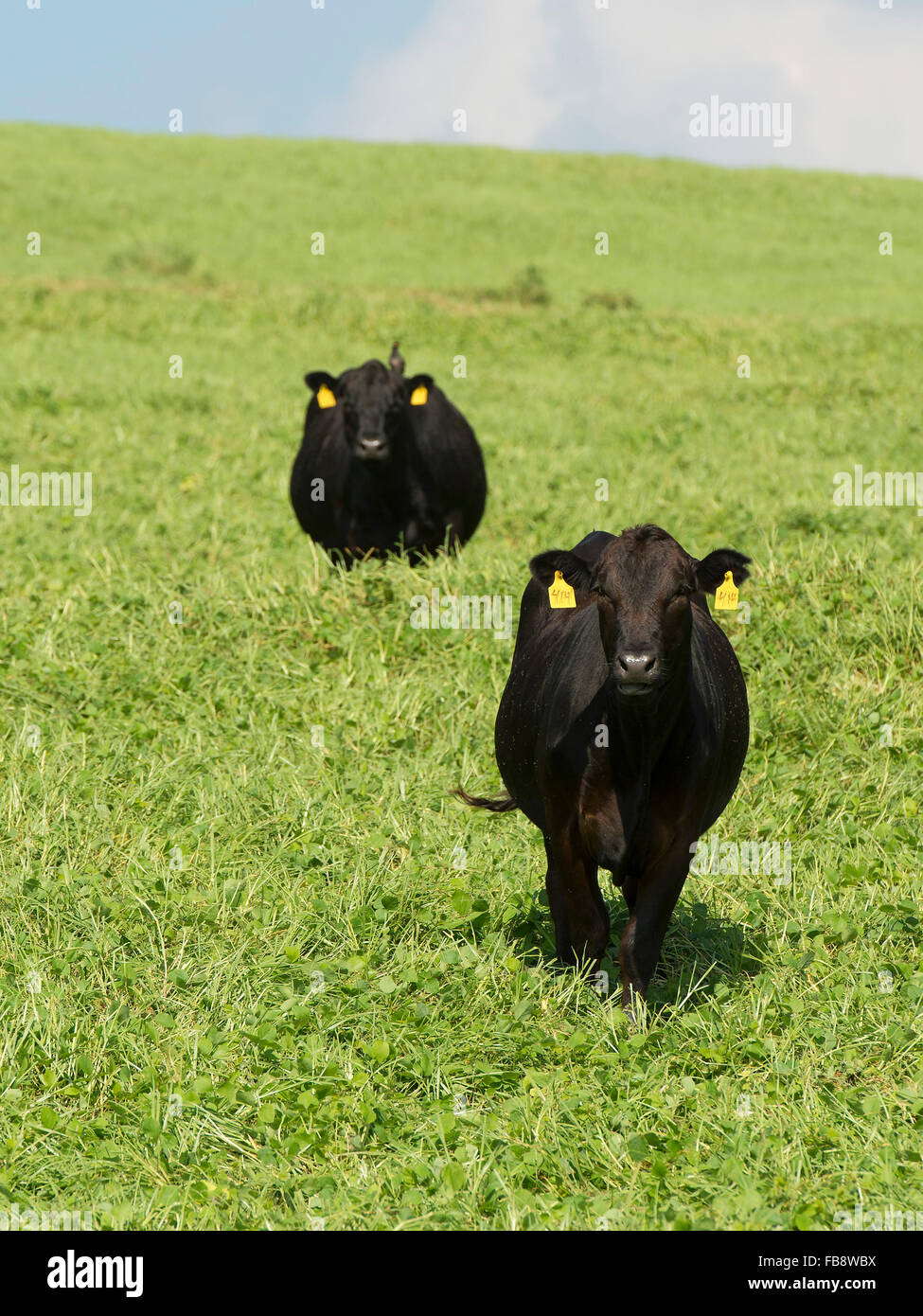 Cattle ranching hawaii hi-res stock photography and images - Alamy