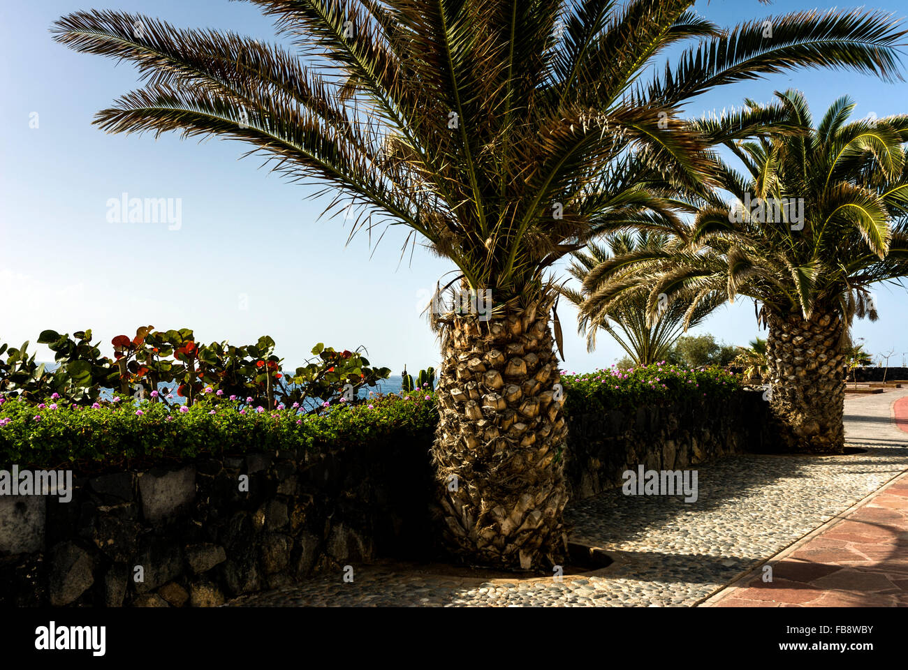 Palm trees and walkway hi-res stock photography and images - Alamy