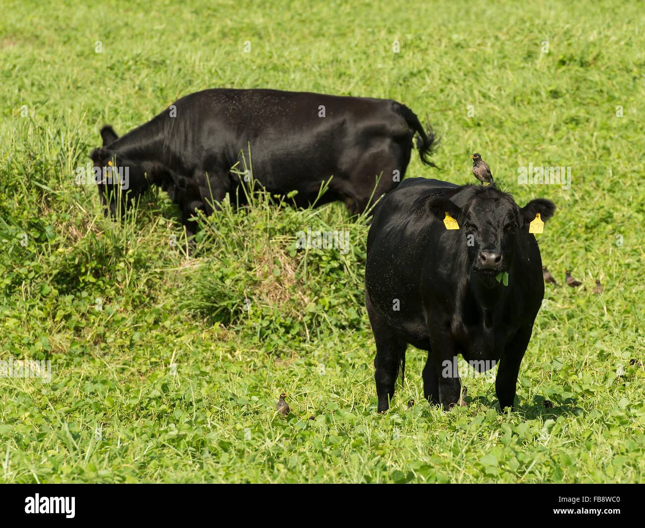 Cattle ranching hawaii hi-res stock photography and images - Alamy