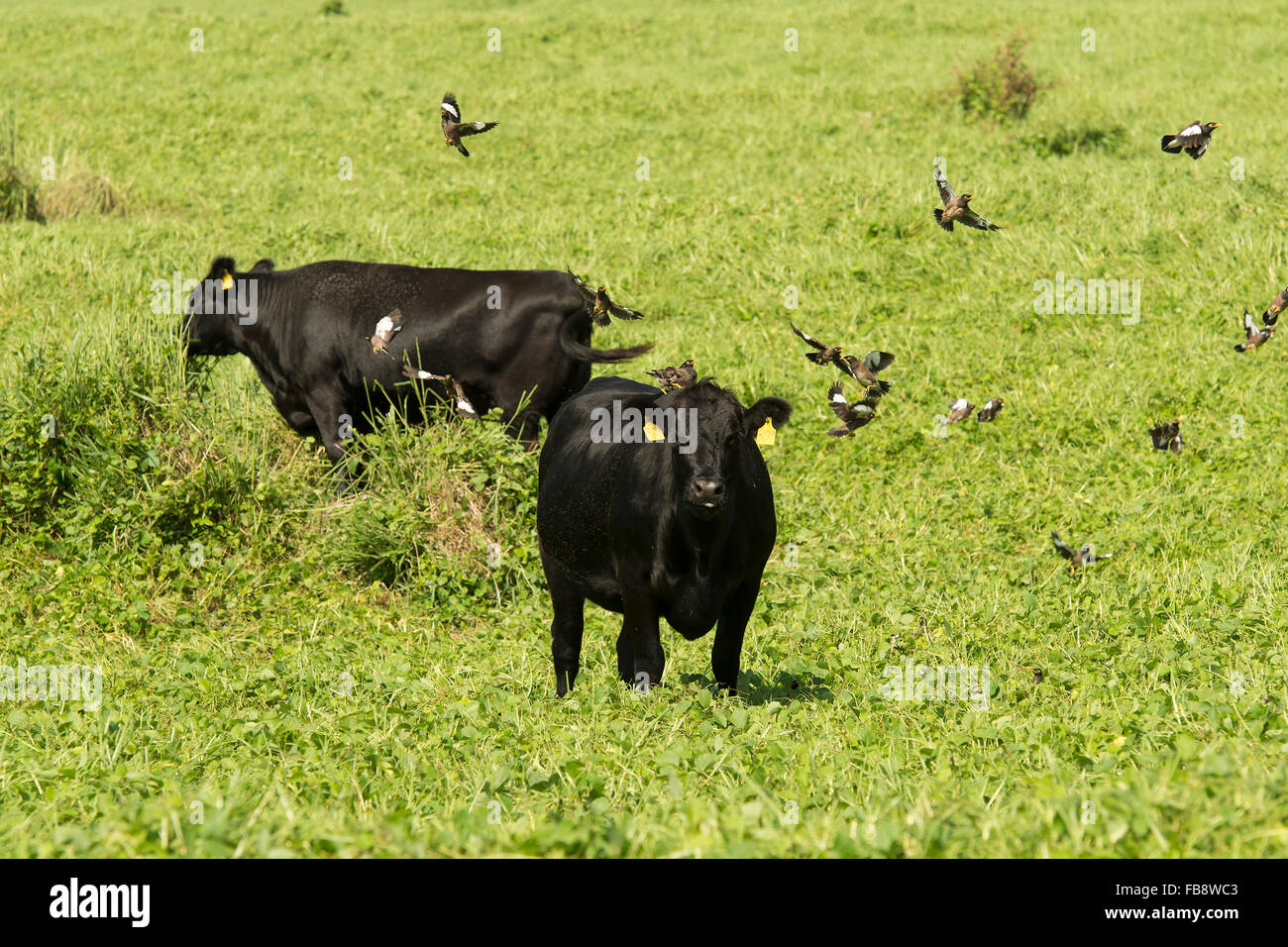 Cattle ranching hawaii hi-res stock photography and images - Alamy