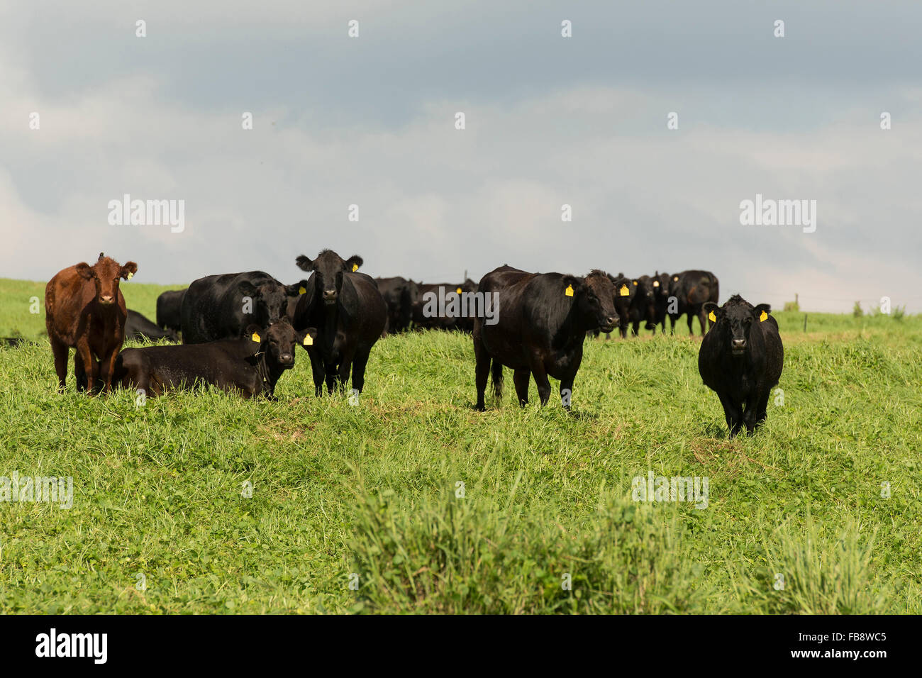 Cattle ranching hawaii hi-res stock photography and images - Alamy