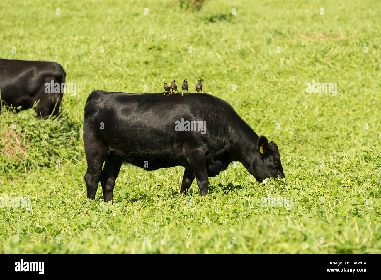Cattle ranching hawaii hi-res stock photography and images - Alamy