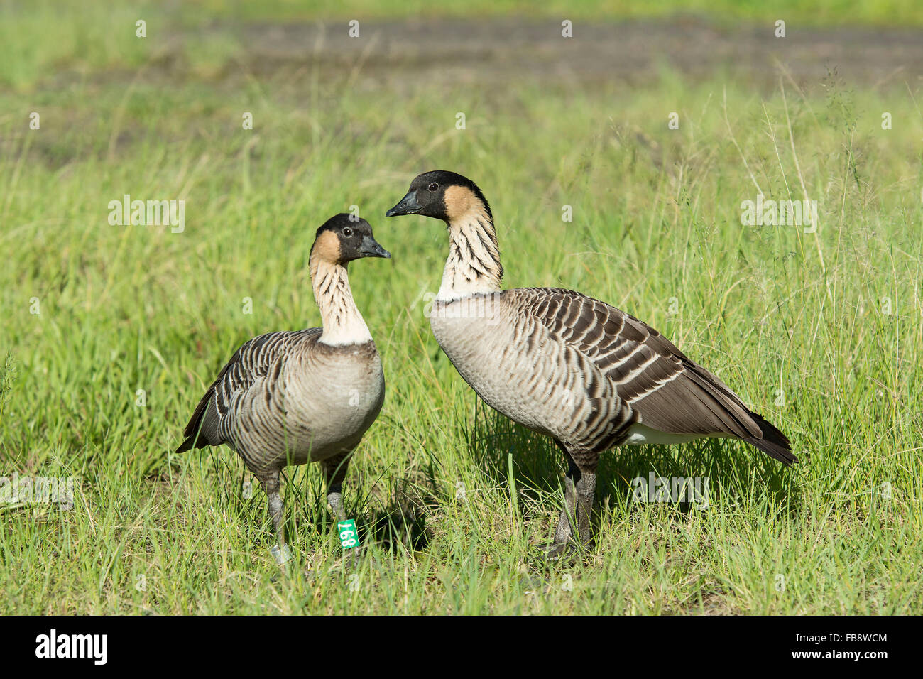 Hawaiian Nene Geese on the Big Island of Hawaii Stock Photo - Alamy