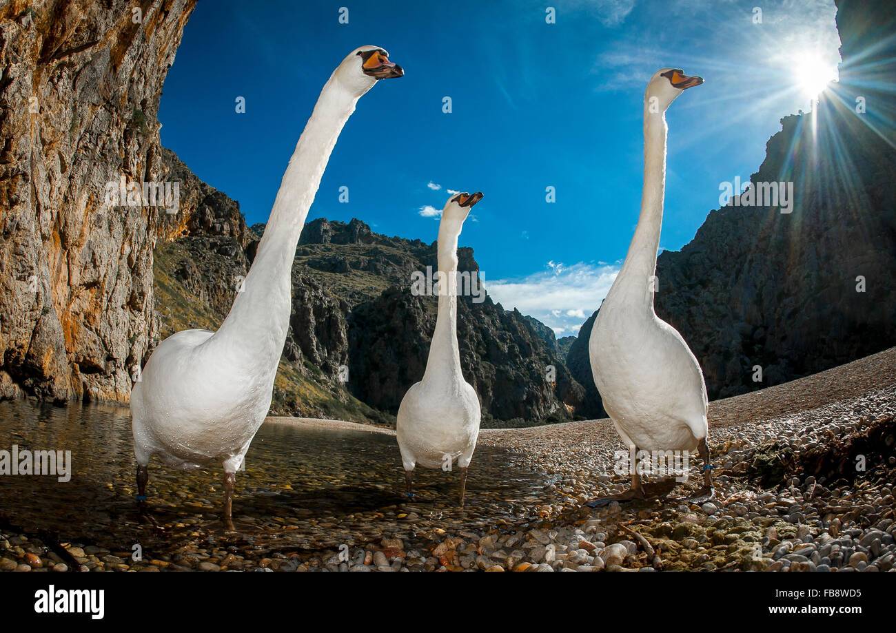 Close up of three mute swans Stock Photo - Alamy