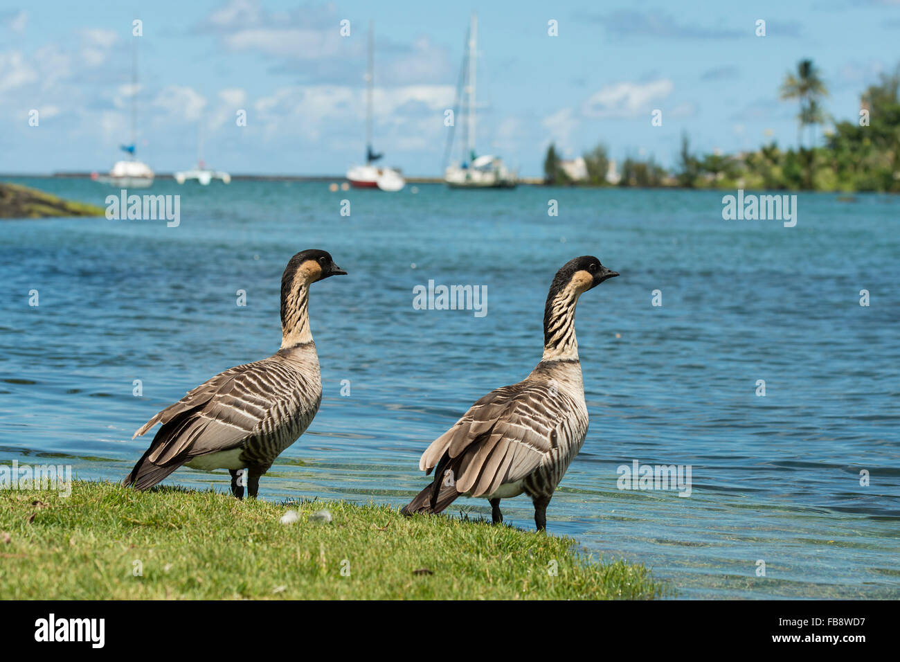 Nene Geese at the beach in Hawaii Stock Photo - Alamy