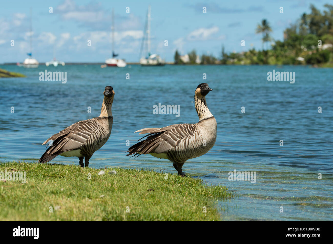 Nene Geese at the beach in Hawaii Stock Photo - Alamy