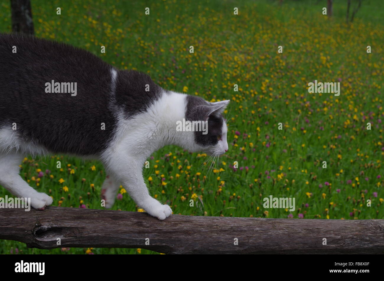 Cat playing and balancing around us on our hike Stock Photo - Alamy