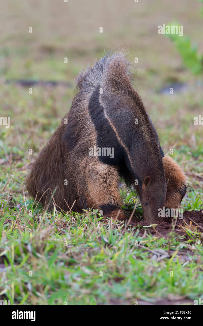 Giant Anteater (Myrmecophaga tridactyla) foraging and feeding in ...