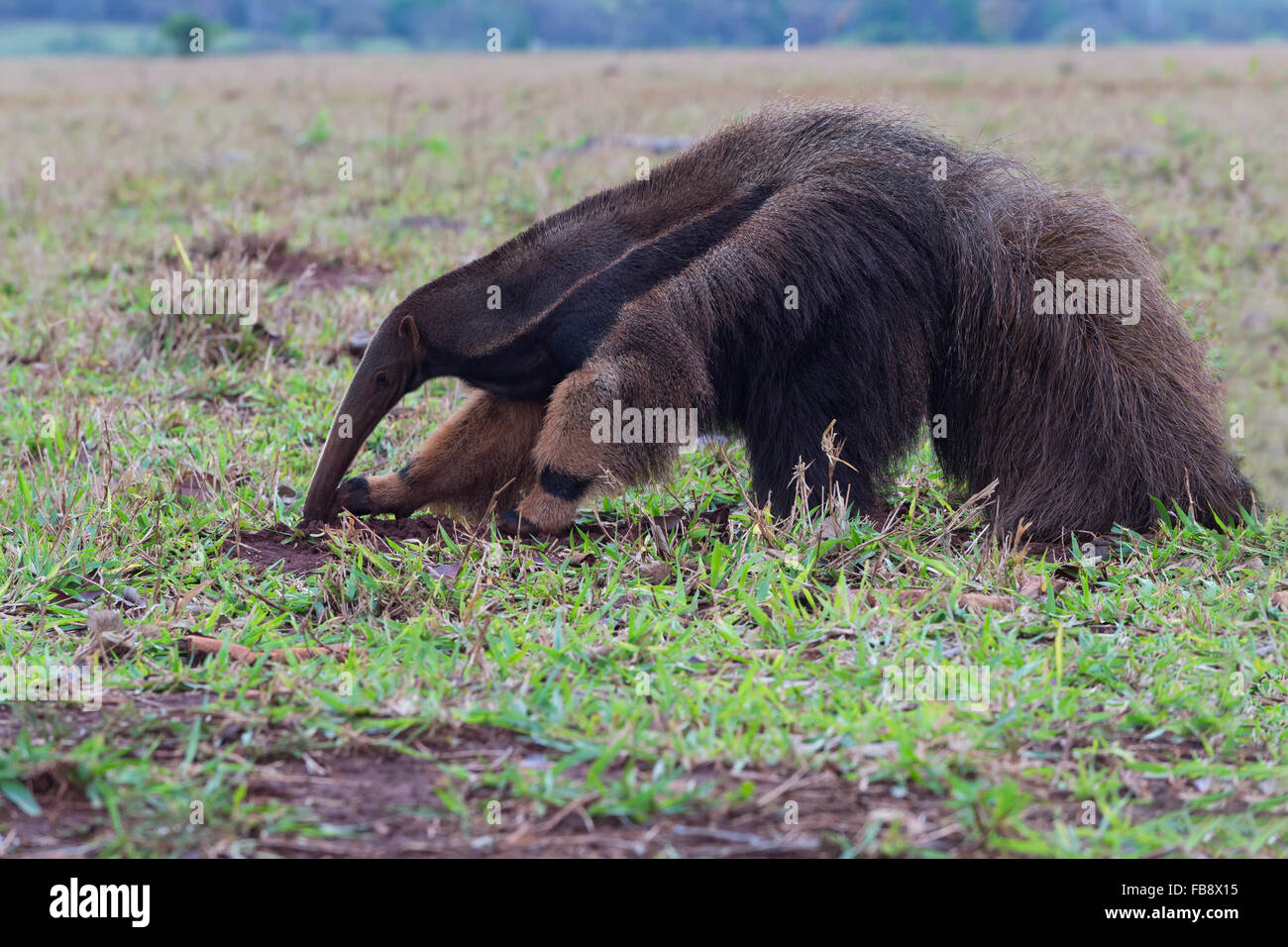 Giant Anteater (Myrmecophaga tridactyla) foraging and feeding in ...