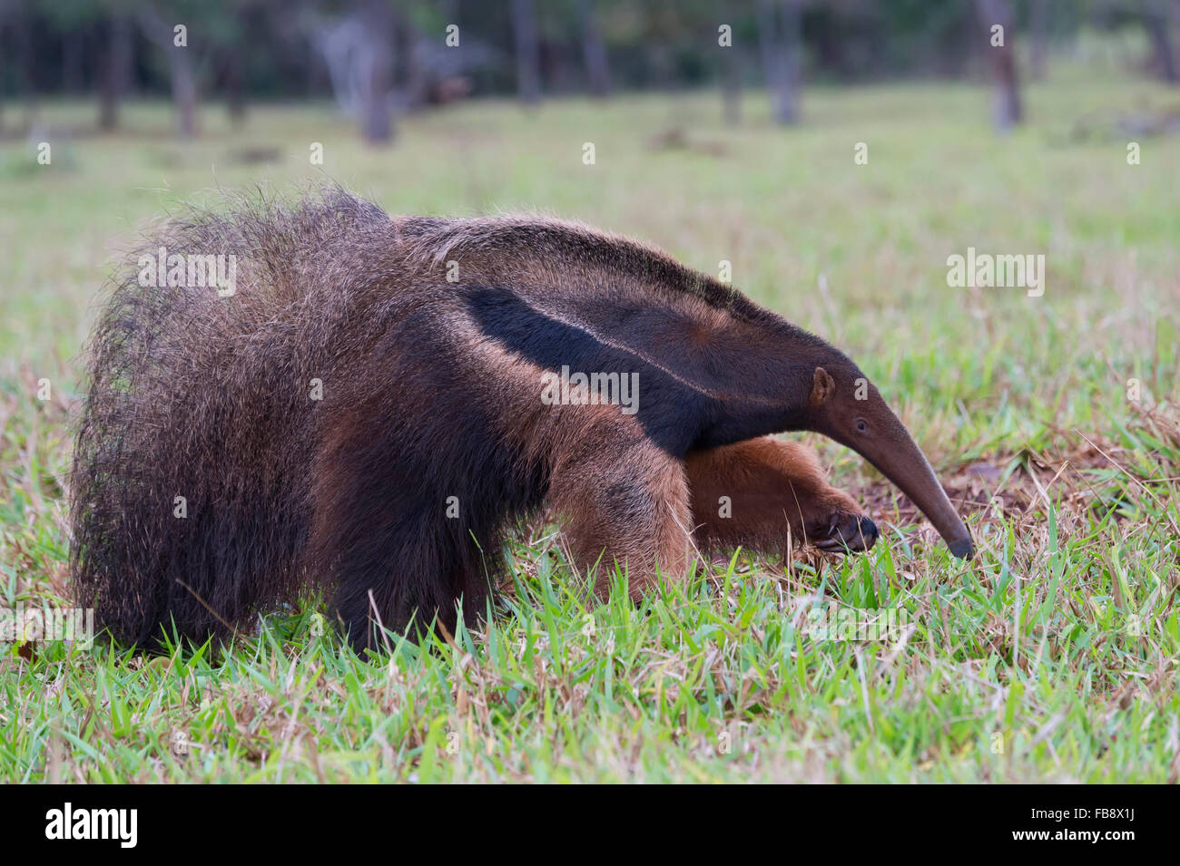 Giant Anteater (Myrmecophaga tridactyla) foraging and feeding in ...