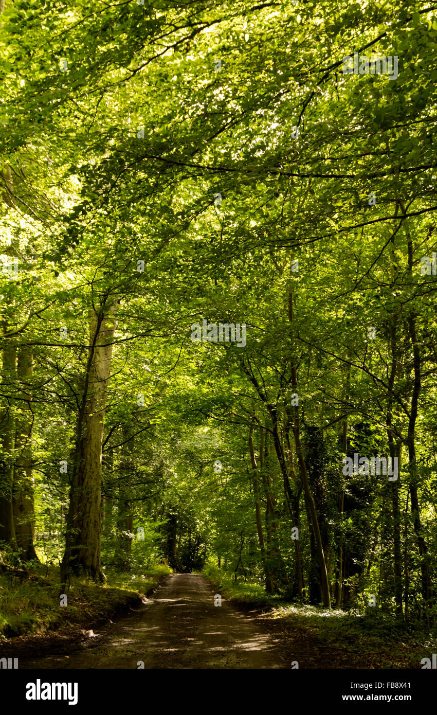 Sun dappled track hi-res stock photography and images - Alamy