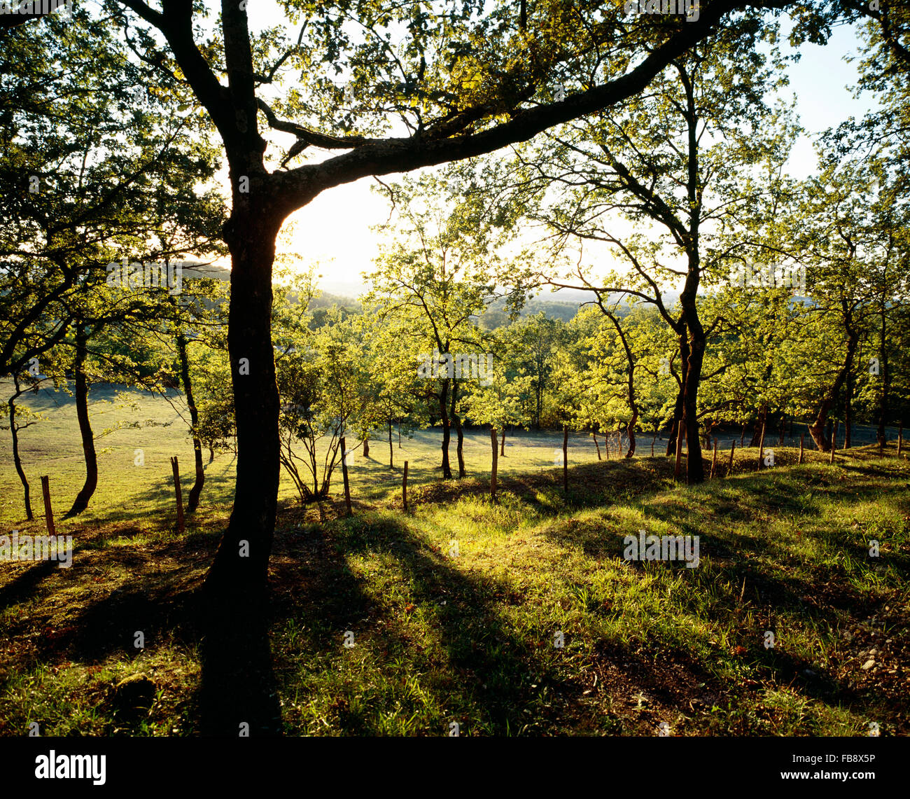 Shadow of trees Stock Photo - Alamy