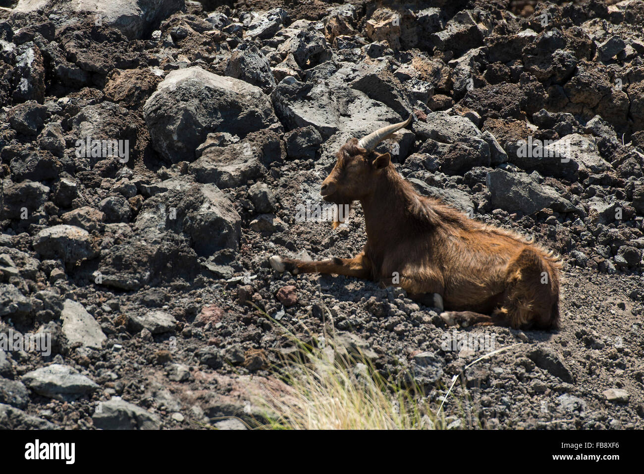 Feral goat big island hi-res stock photography and images - Alamy