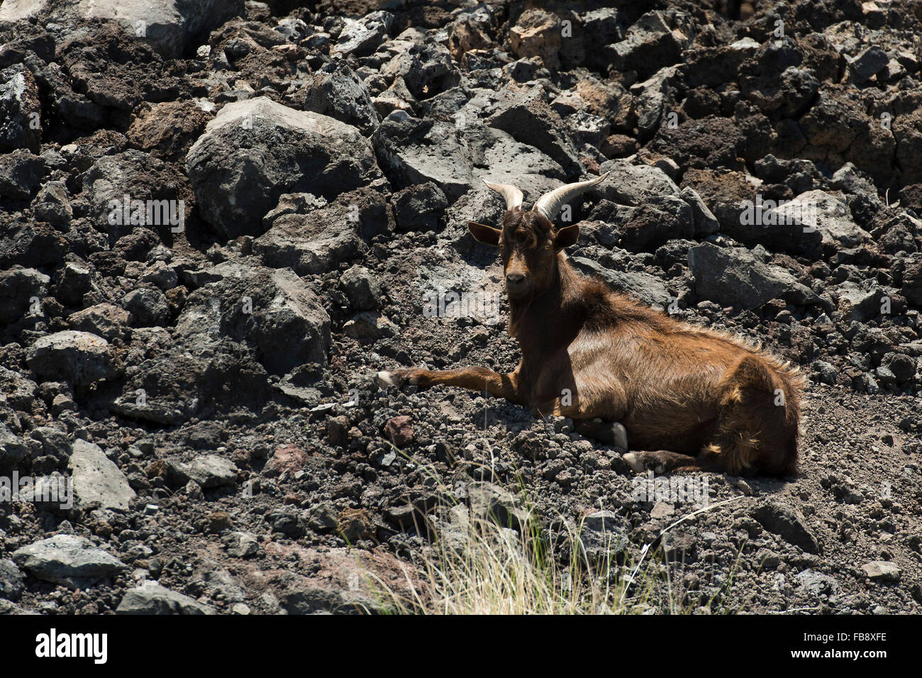 Feral Goats in Hawaii Stock Photo - Alamy