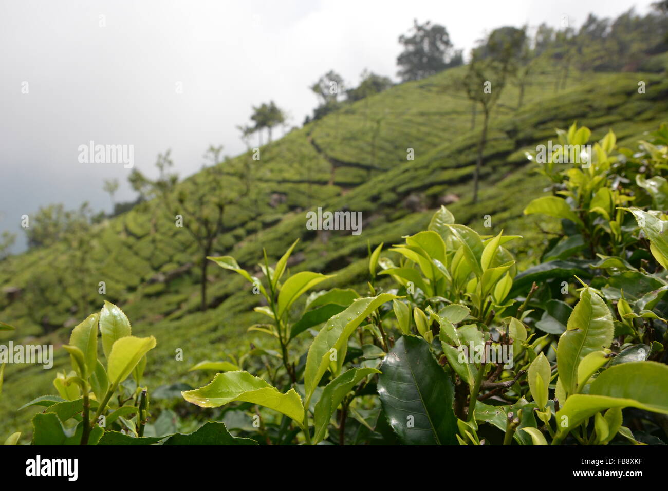 Assam tea plantation india hi-res stock photography and images - Alamy