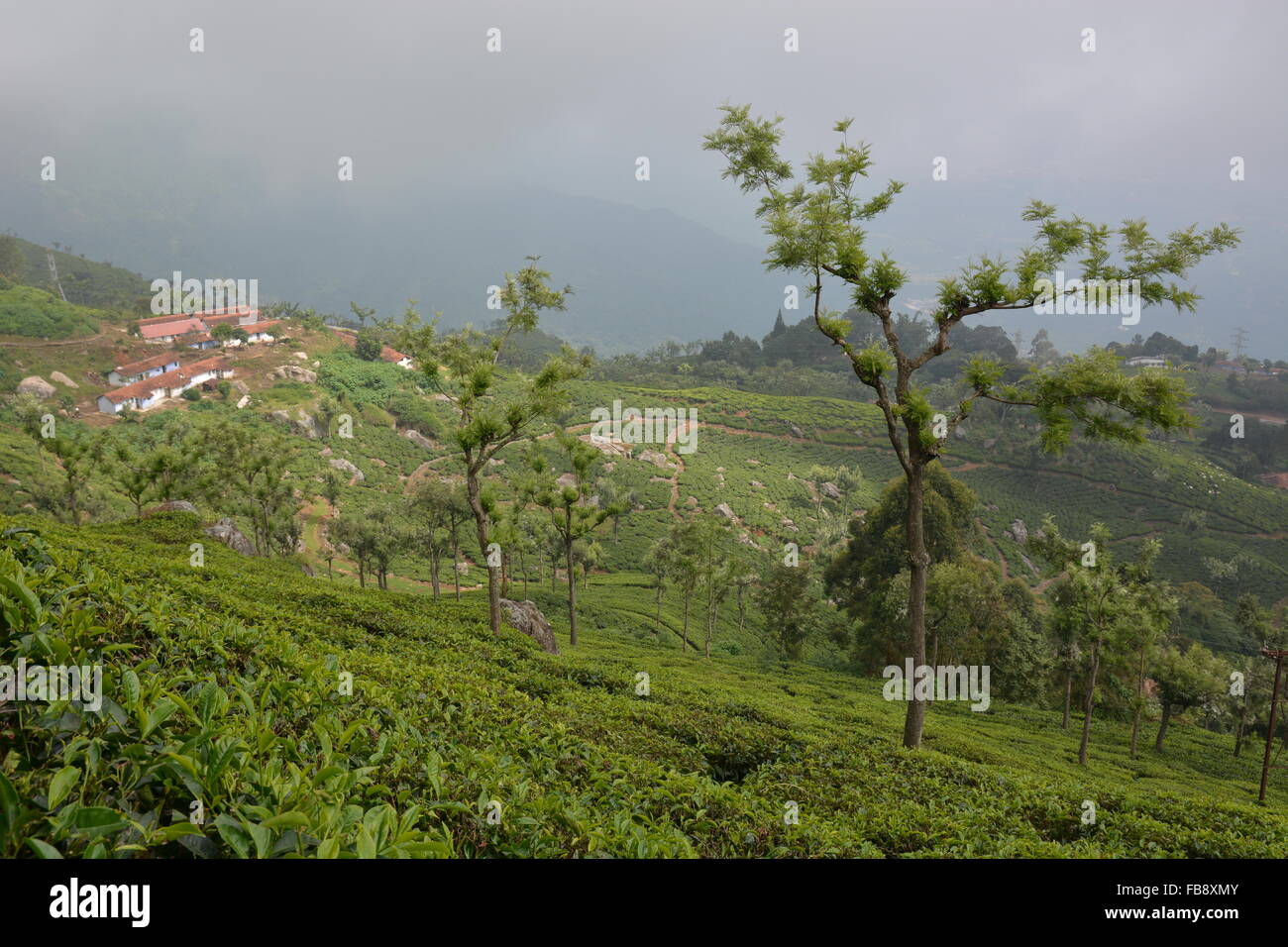 Plantation details hi-res stock photography and images - Alamy