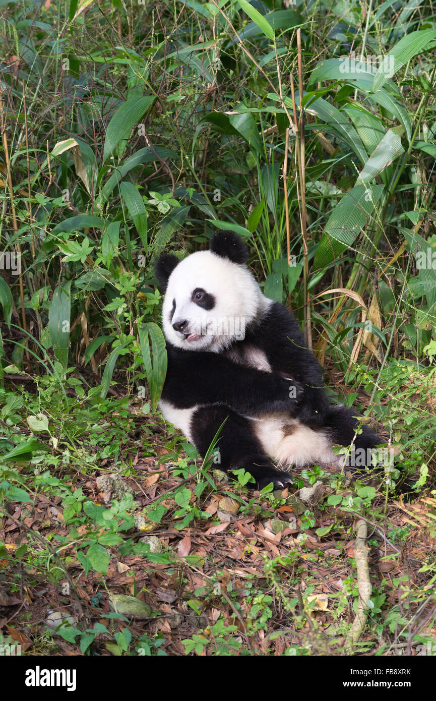 Two years aged young giant Panda (Ailuropoda melanoleuca), China ...