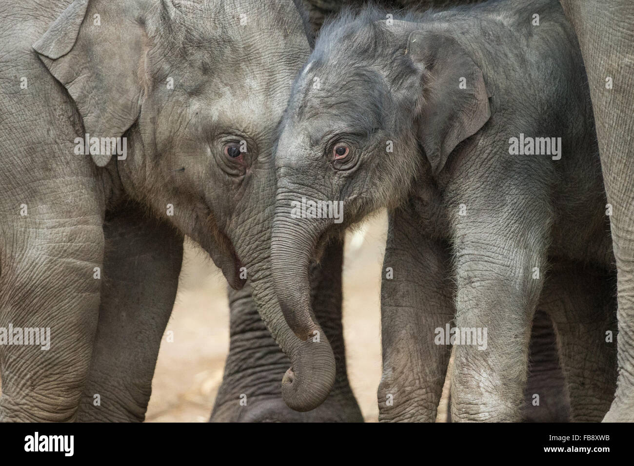 Hamburg, Germany. 12th Jan, 2016. A newborn bull elephant stands next ...