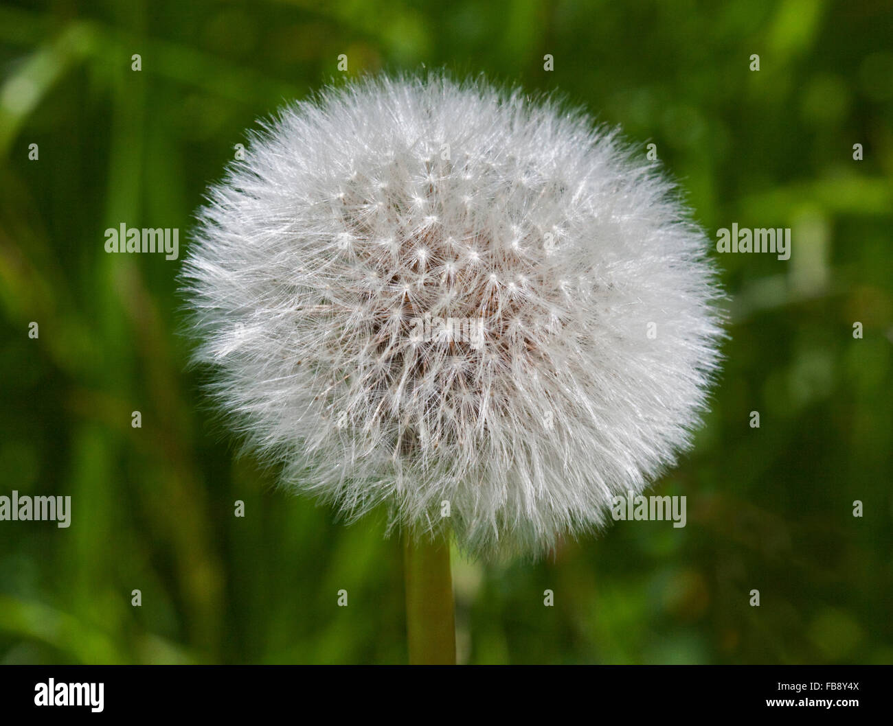 Wild flowers dandelion clocks hi-res stock photography and images - Alamy