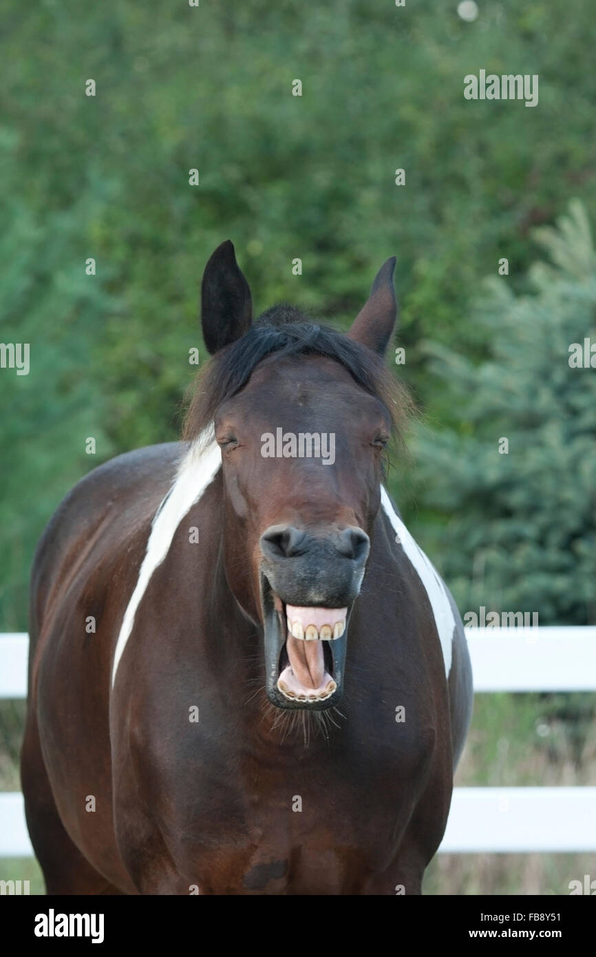 Bay pinto horse hi-res stock photography and images - Alamy