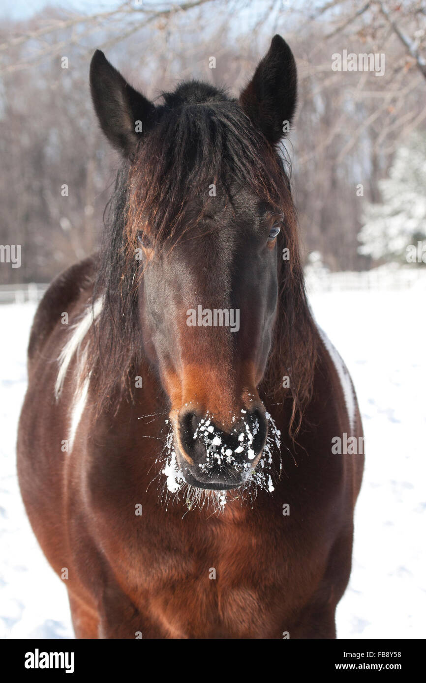 Pinto horse hi-res stock photography and images - Alamy