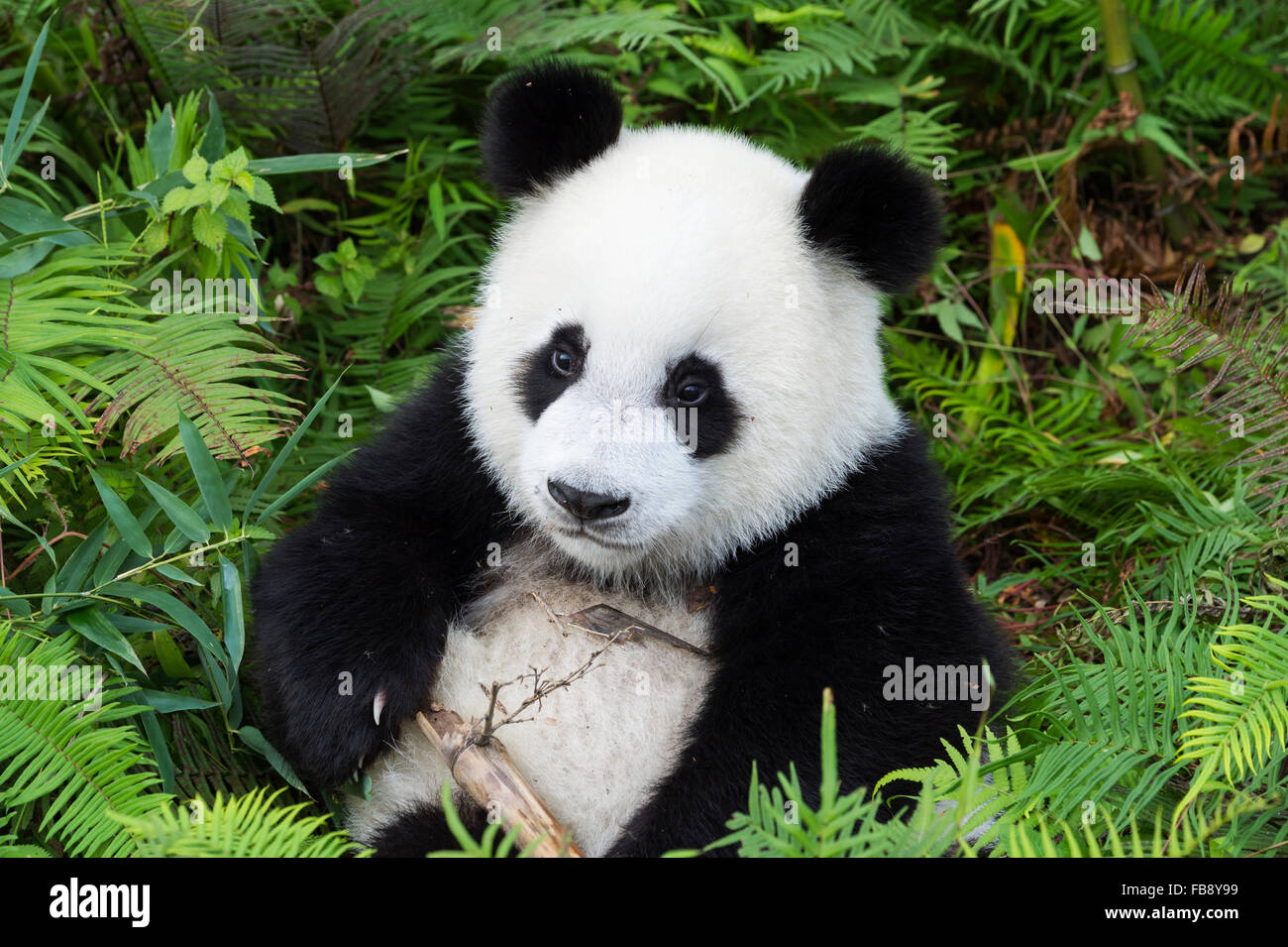 Two years aged young Giant Panda (Ailuropoda melanoleuca), China ...