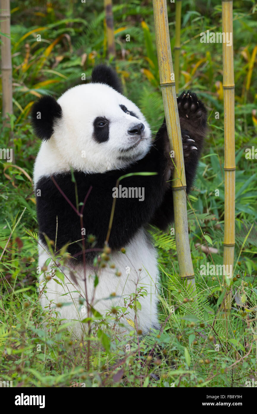 Two years aged young Giant Panda (Ailuropoda melanoleuca), China ...