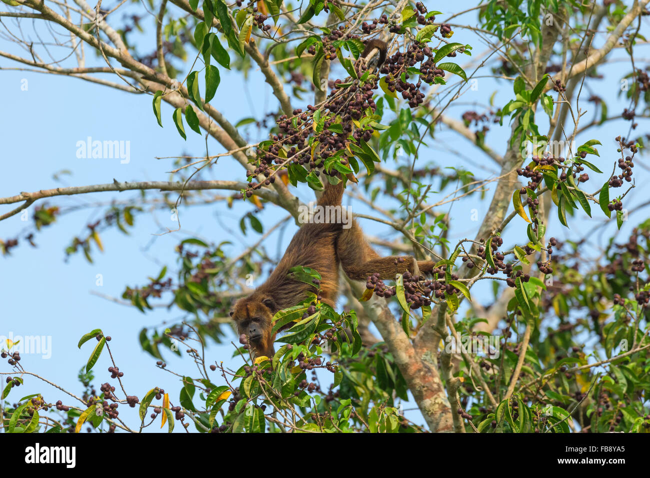 Female black howler monkey (Alouatta caraya), Pantanal, Mato Grosso ...