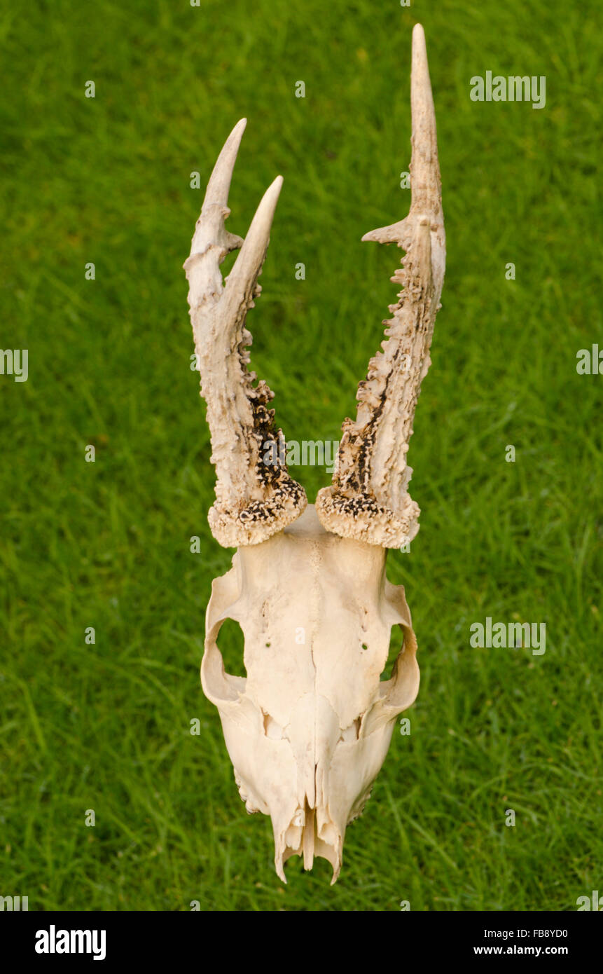 Roe deer skeleton hi-res stock photography and images - Alamy