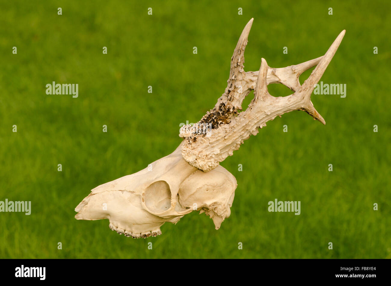 Roe deer skeleton hi-res stock photography and images - Alamy