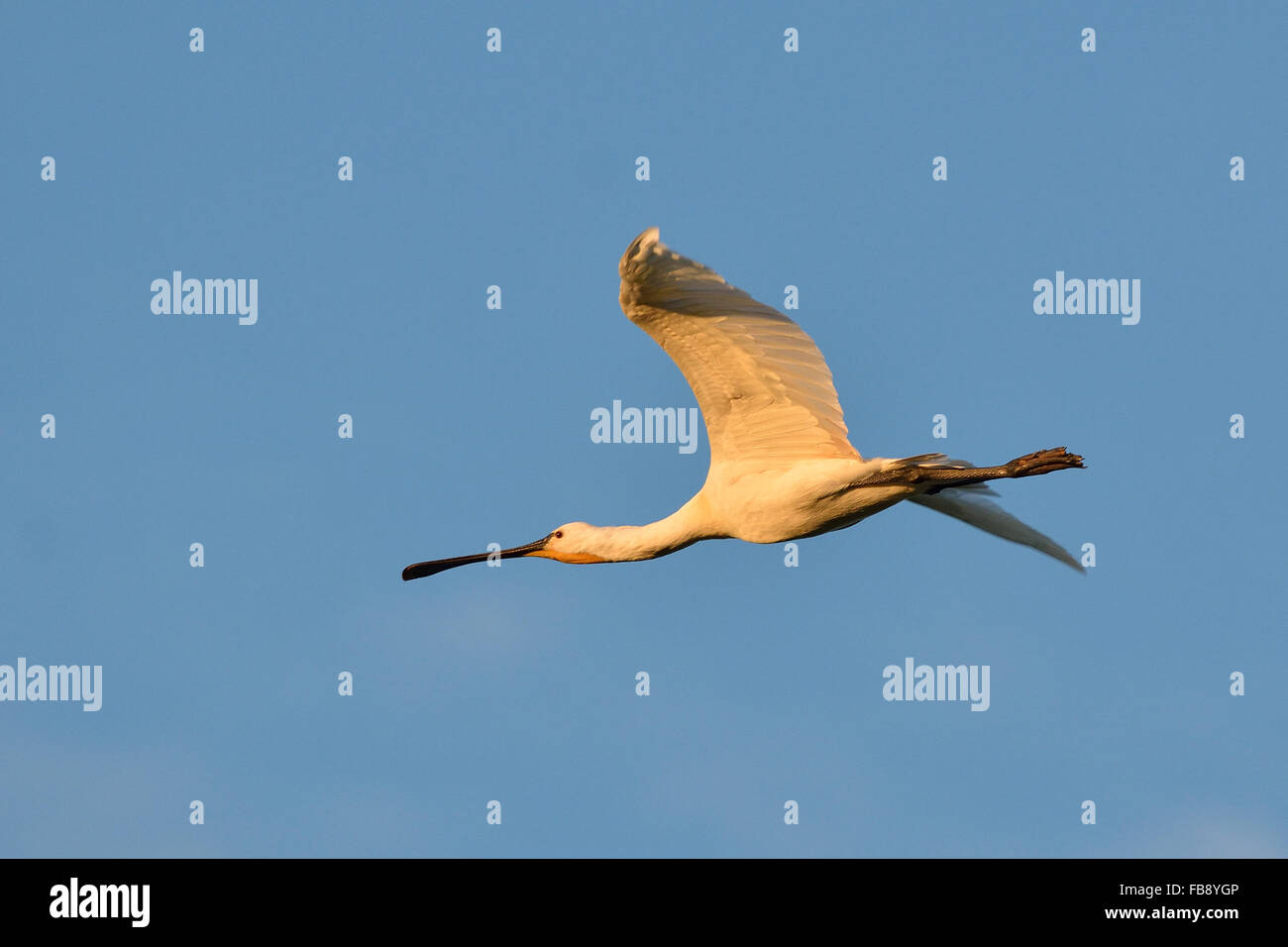 Eurasian Spoonbill in flight Stock Photo - Alamy