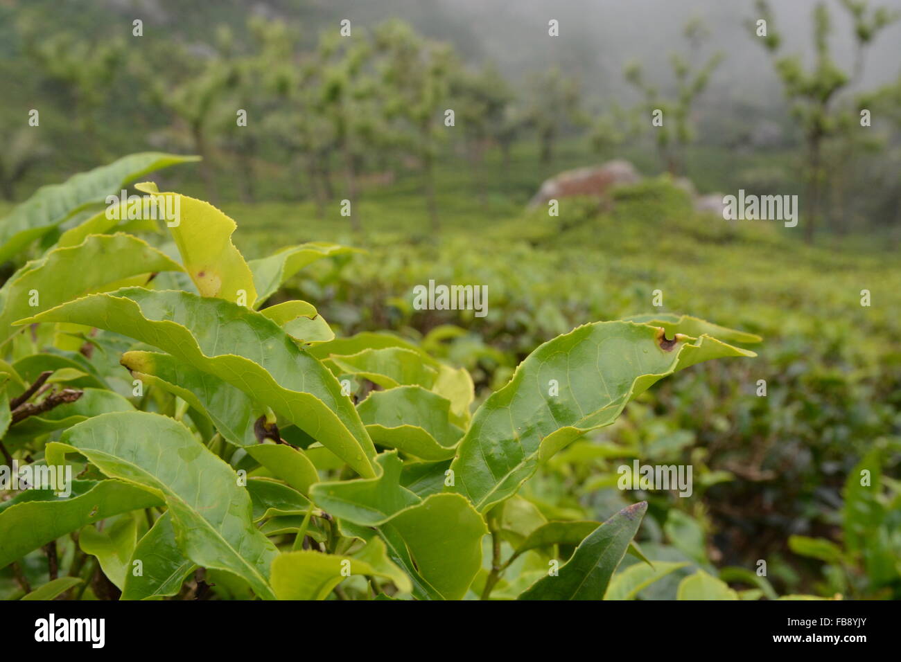 Assam tea plantation india hi-res stock photography and images - Alamy