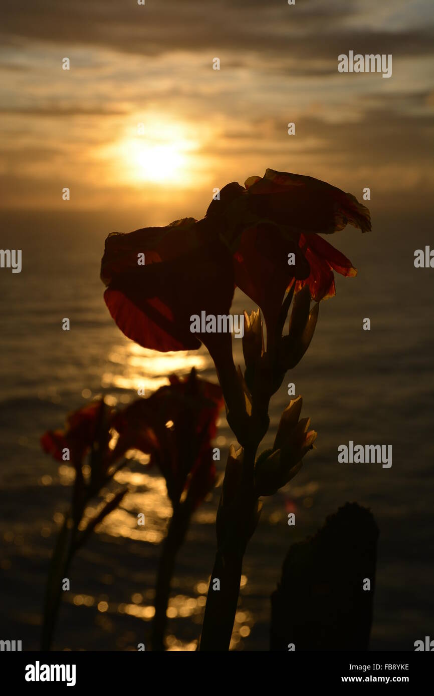 Orchid flower during sunset in Goa, South India Stock Photo - Alamy