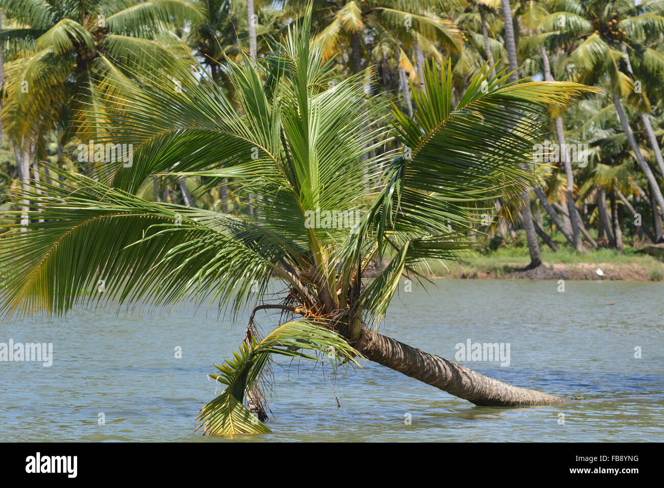 Palm tree in indian backwaters Stock Photo - Alamy