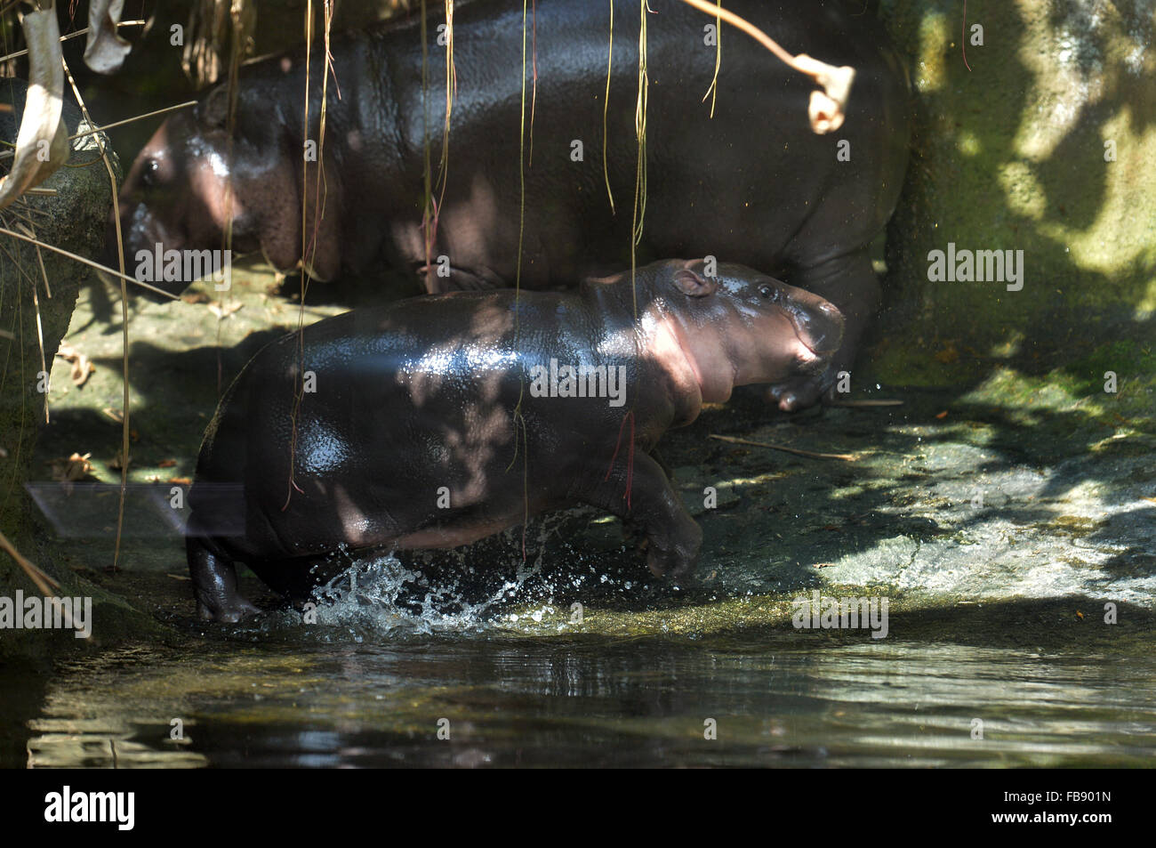 Singapore. 12th Jan, 2016. A baby pygmy hippopotamus runs around in its ...
