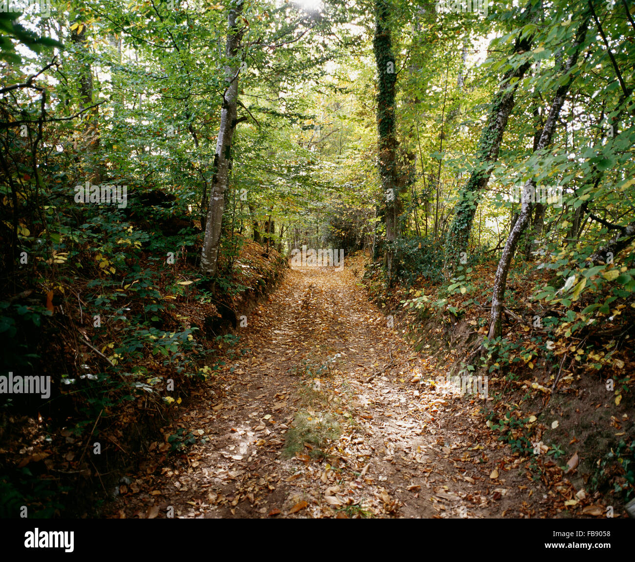 Path in forest Stock Photo - Alamy