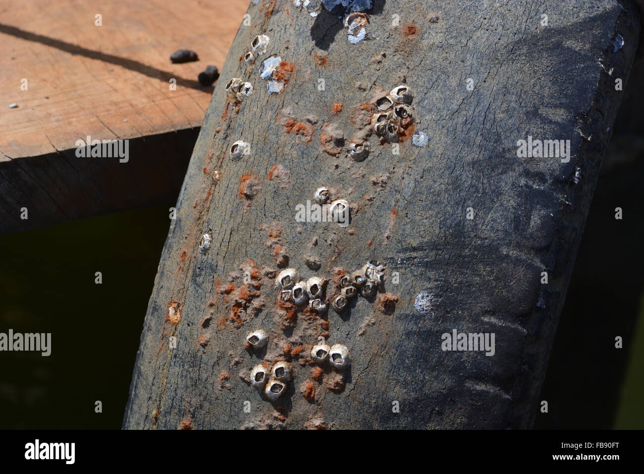 Old tire with shells Stock Photo - Alamy