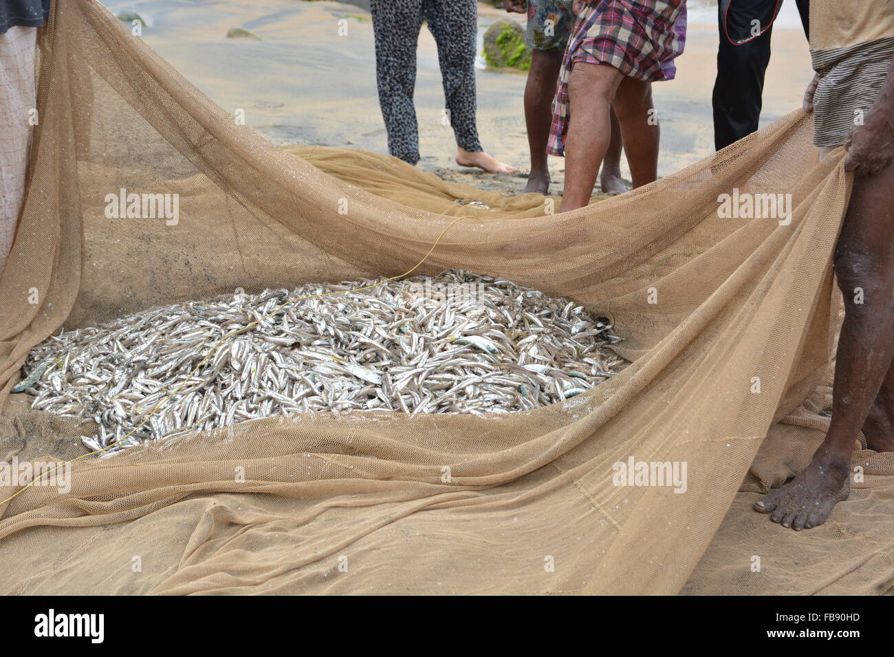 Goa, India - November 5, 2015 - Fishermen catching fishes the ...