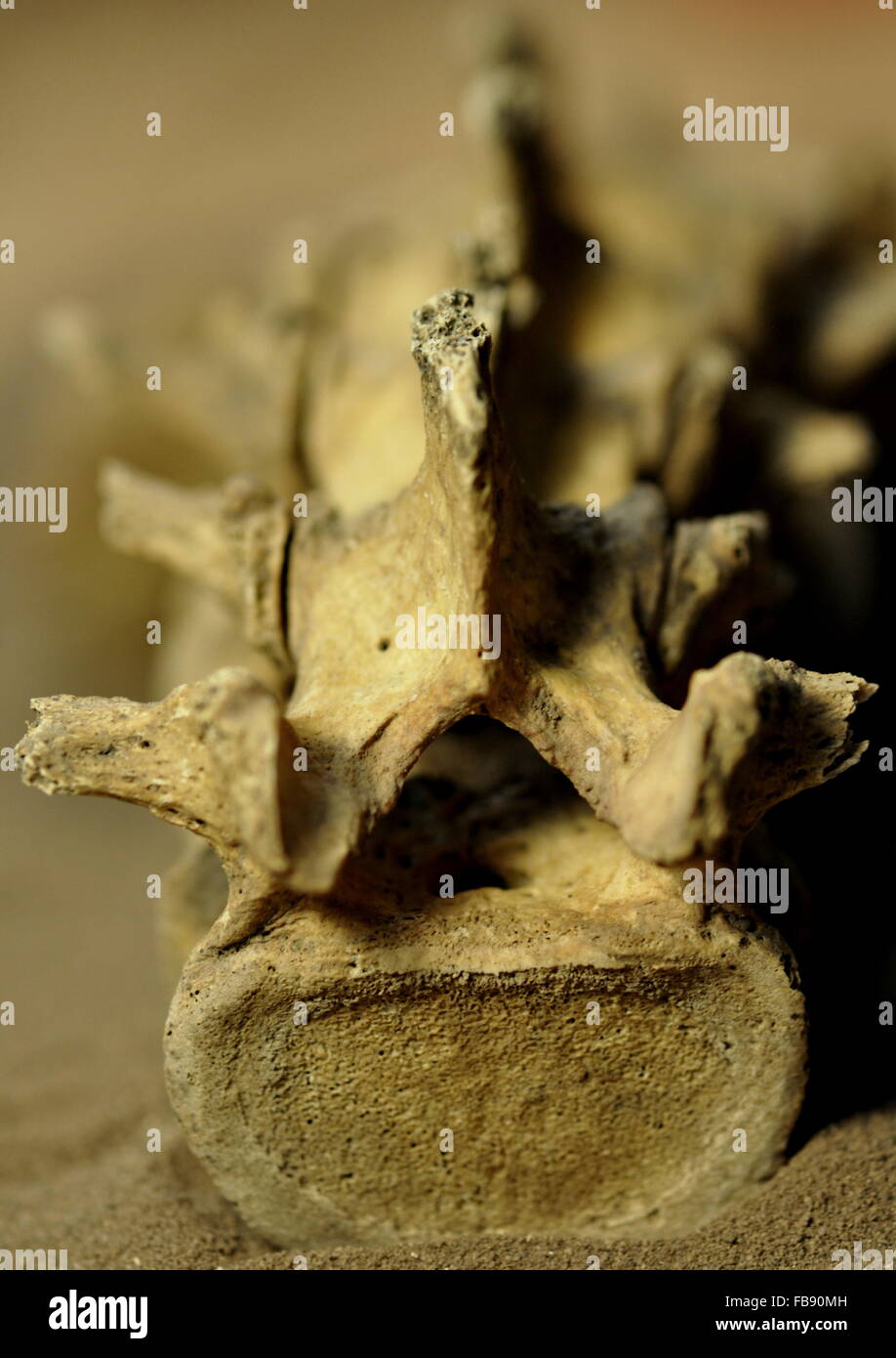 Human skeleton bones hi-res stock photography and images - Alamy