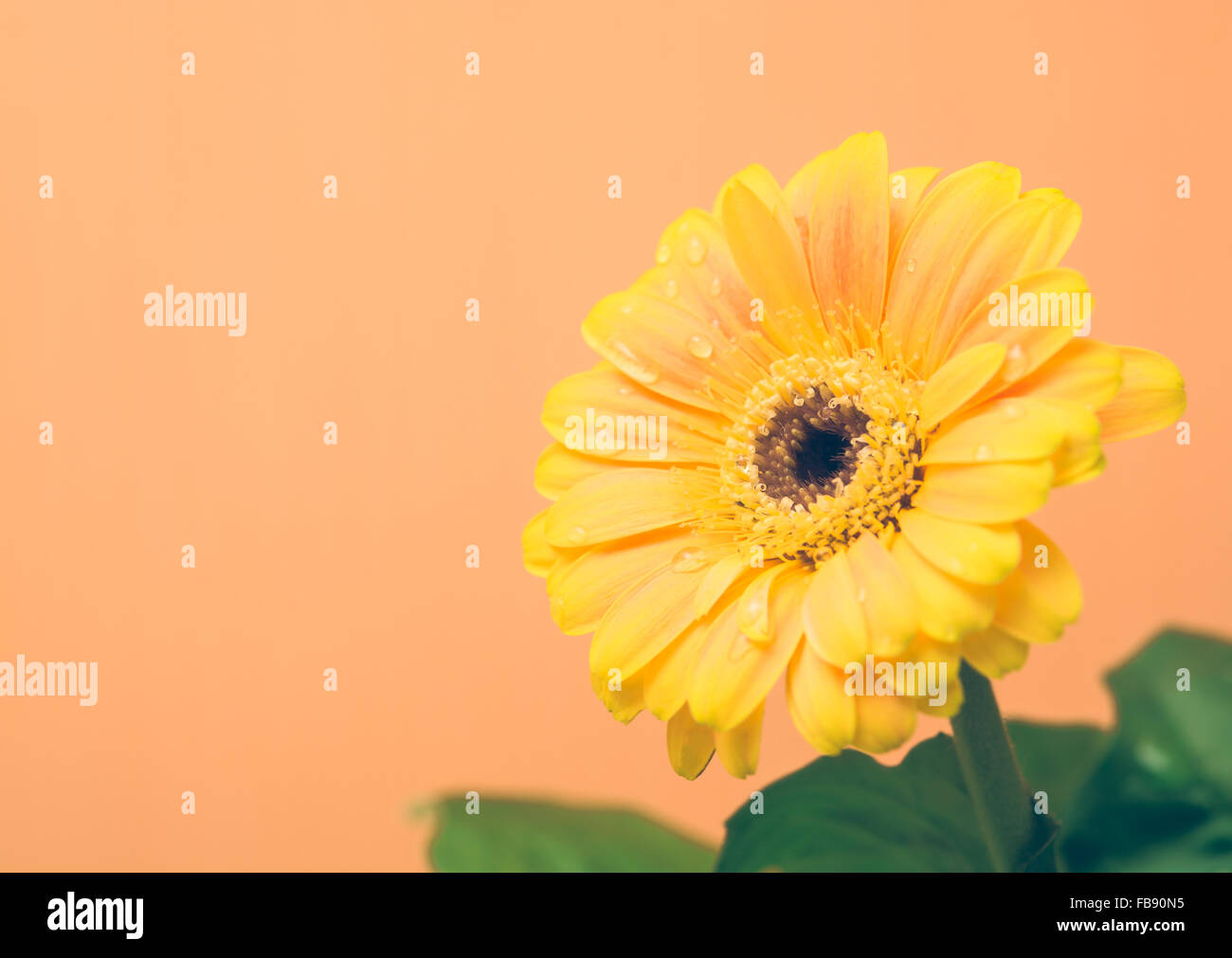 Gerbera leaves hi-res stock photography and images - Alamy