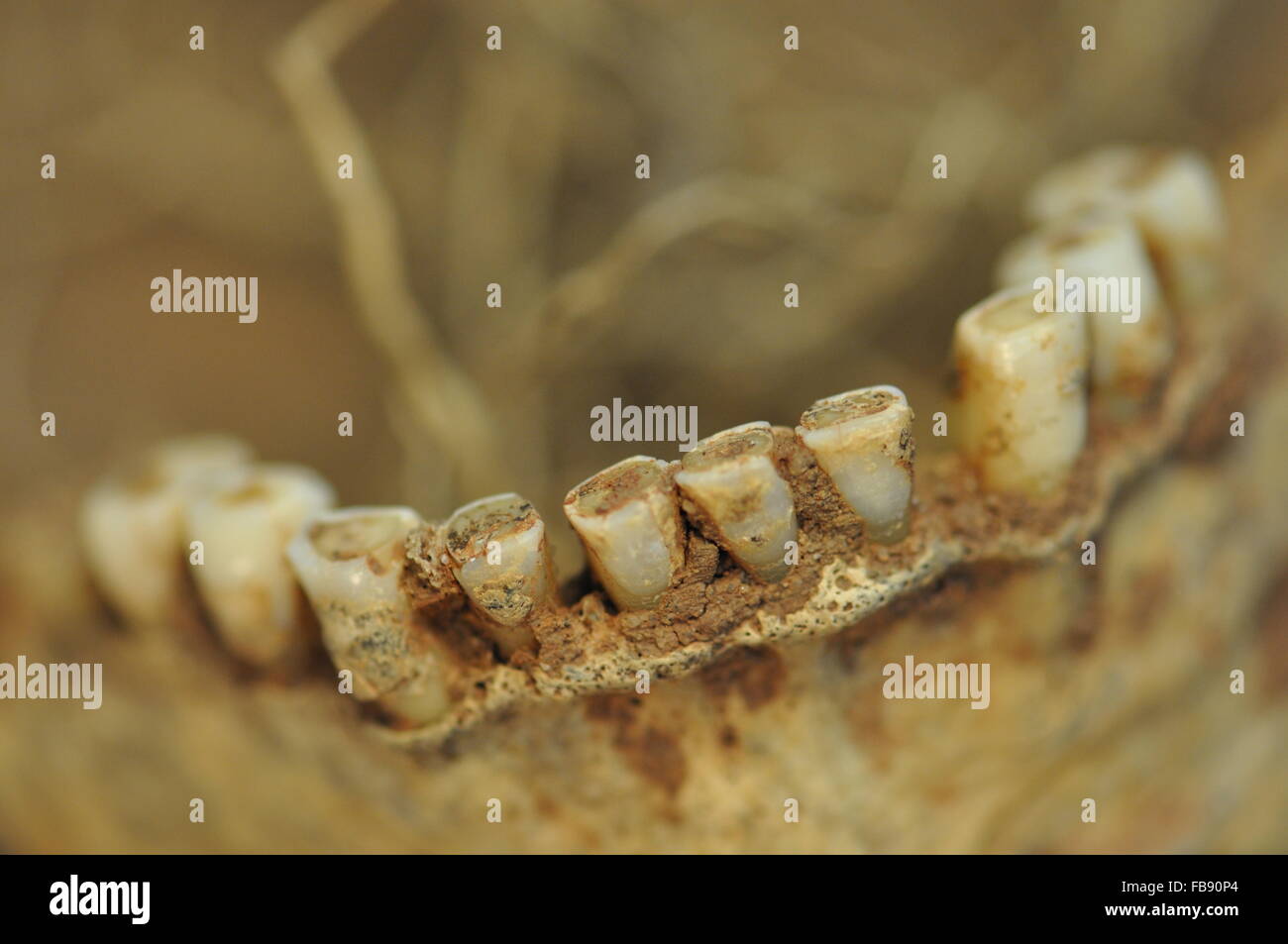 Human skeleton bones Stock Photo - Alamy
