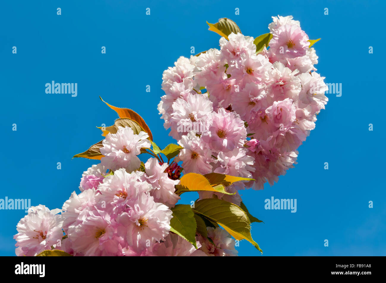 Japan sakura spring hi-res stock photography and images - Alamy