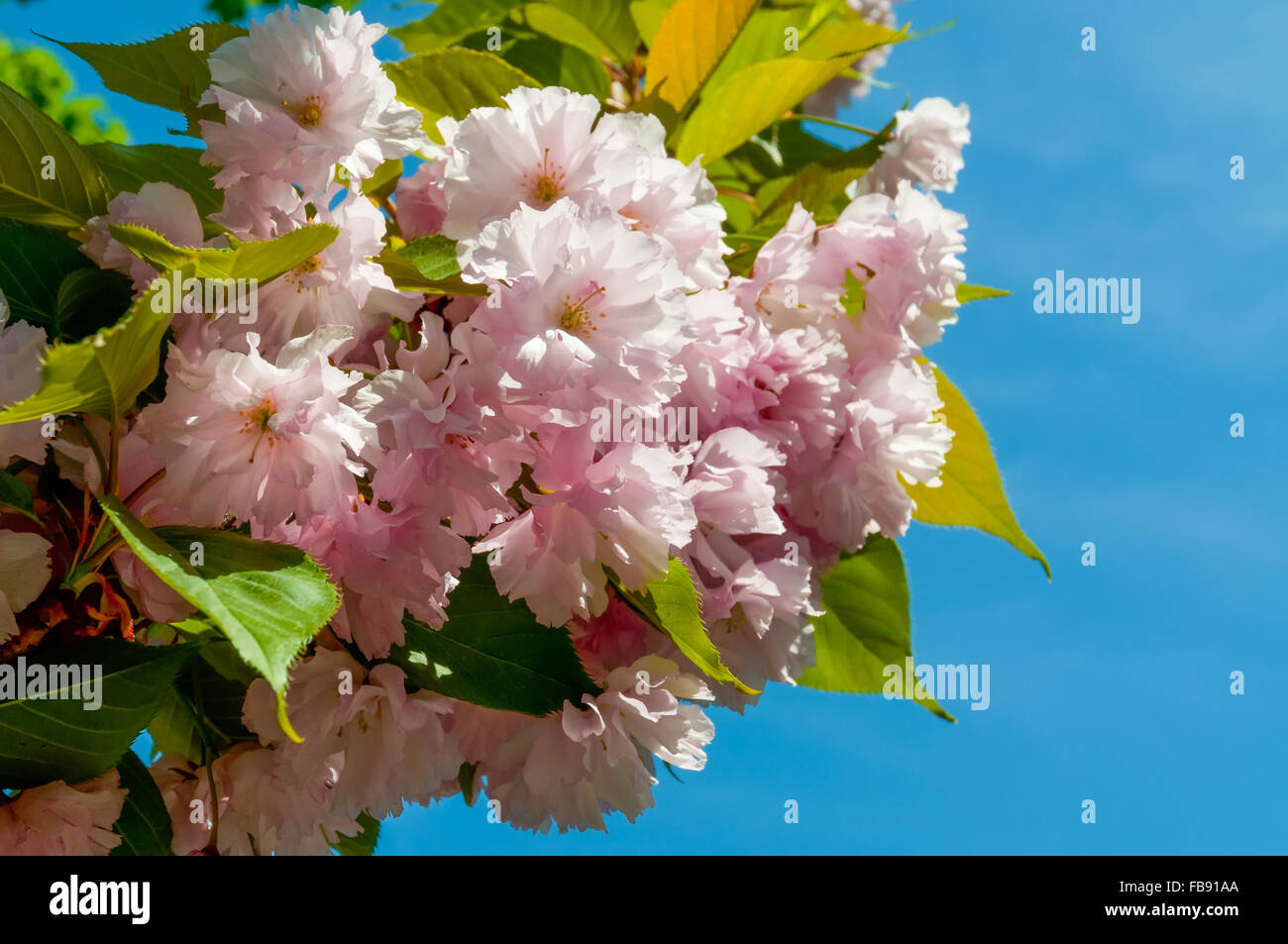 Japan sakura spring hi-res stock photography and images - Alamy