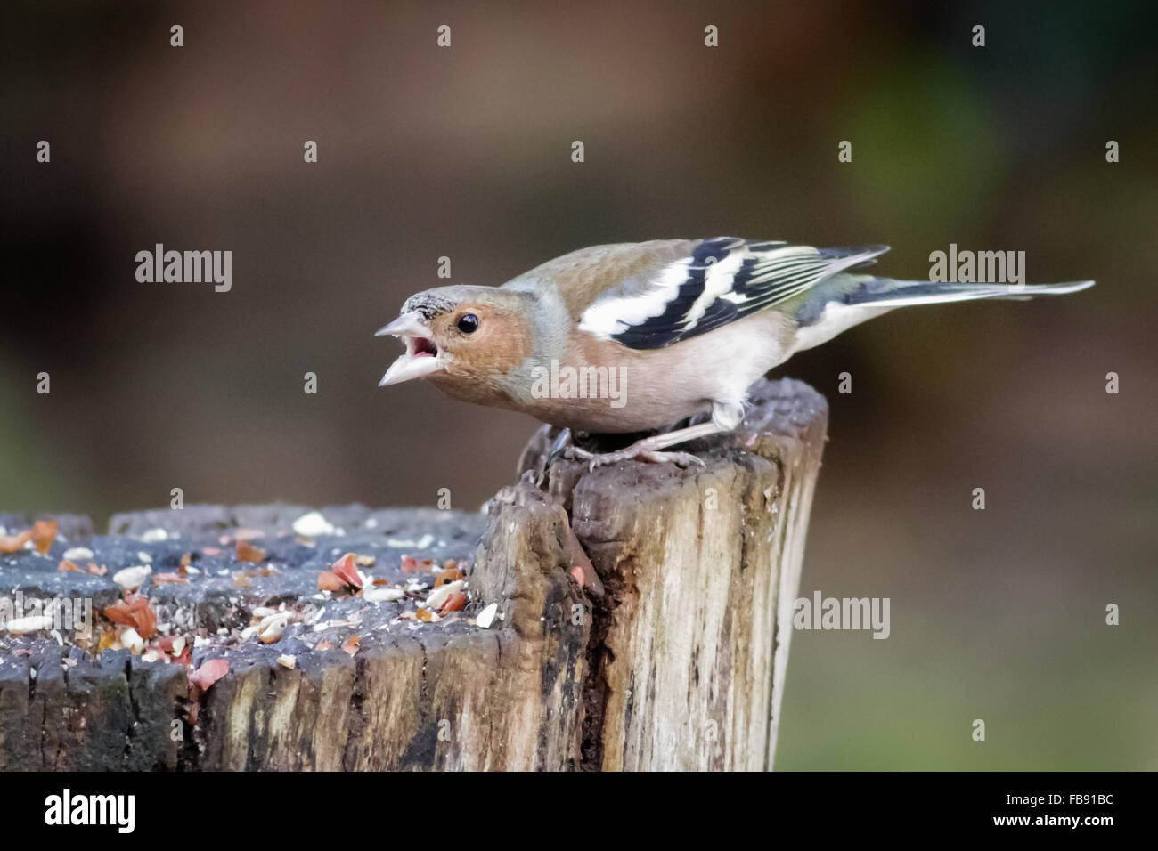 Warding hi-res stock photography and images - Alamy