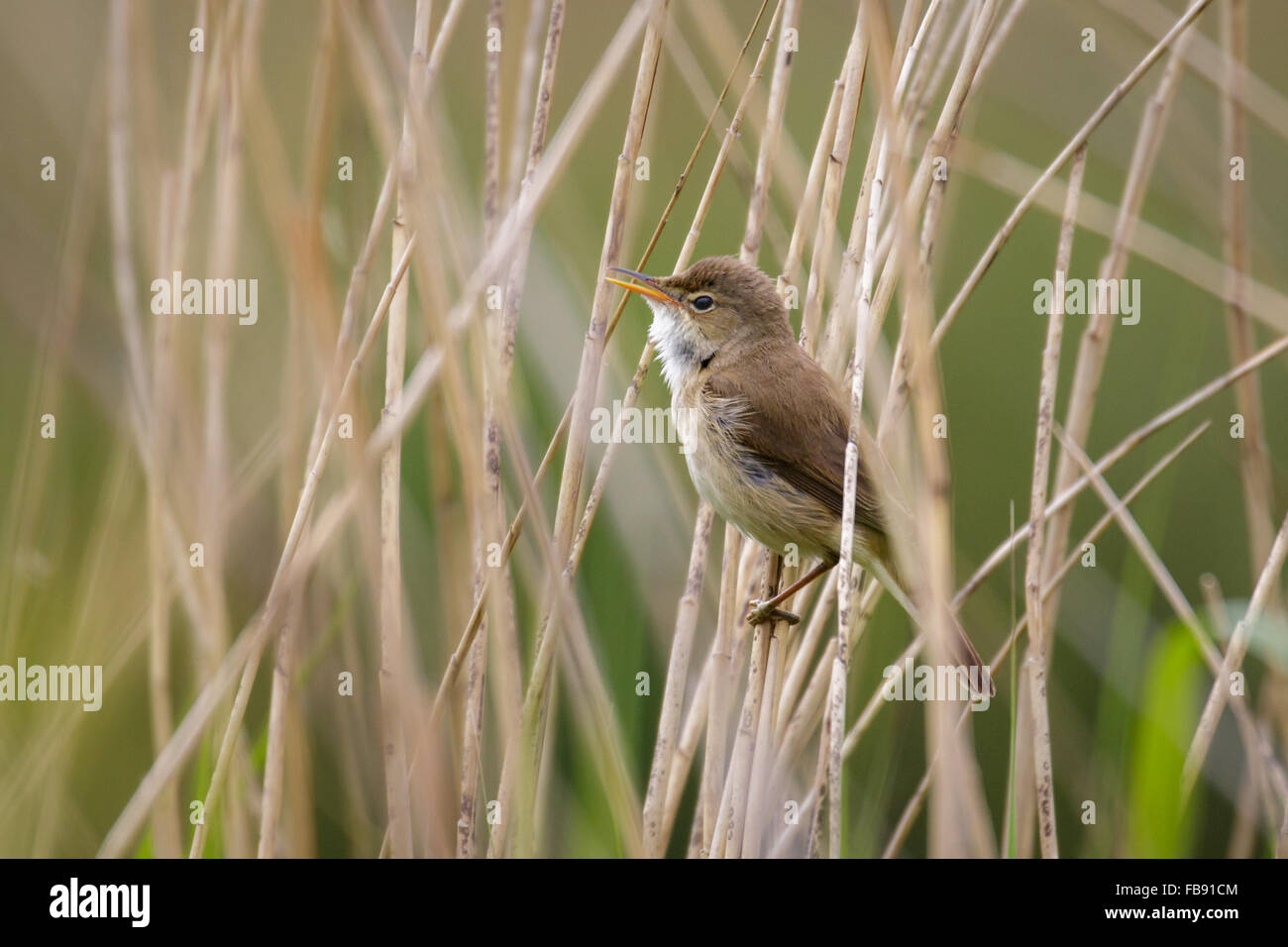 Eurasian reed warbler hi-res stock photography and images - Alamy