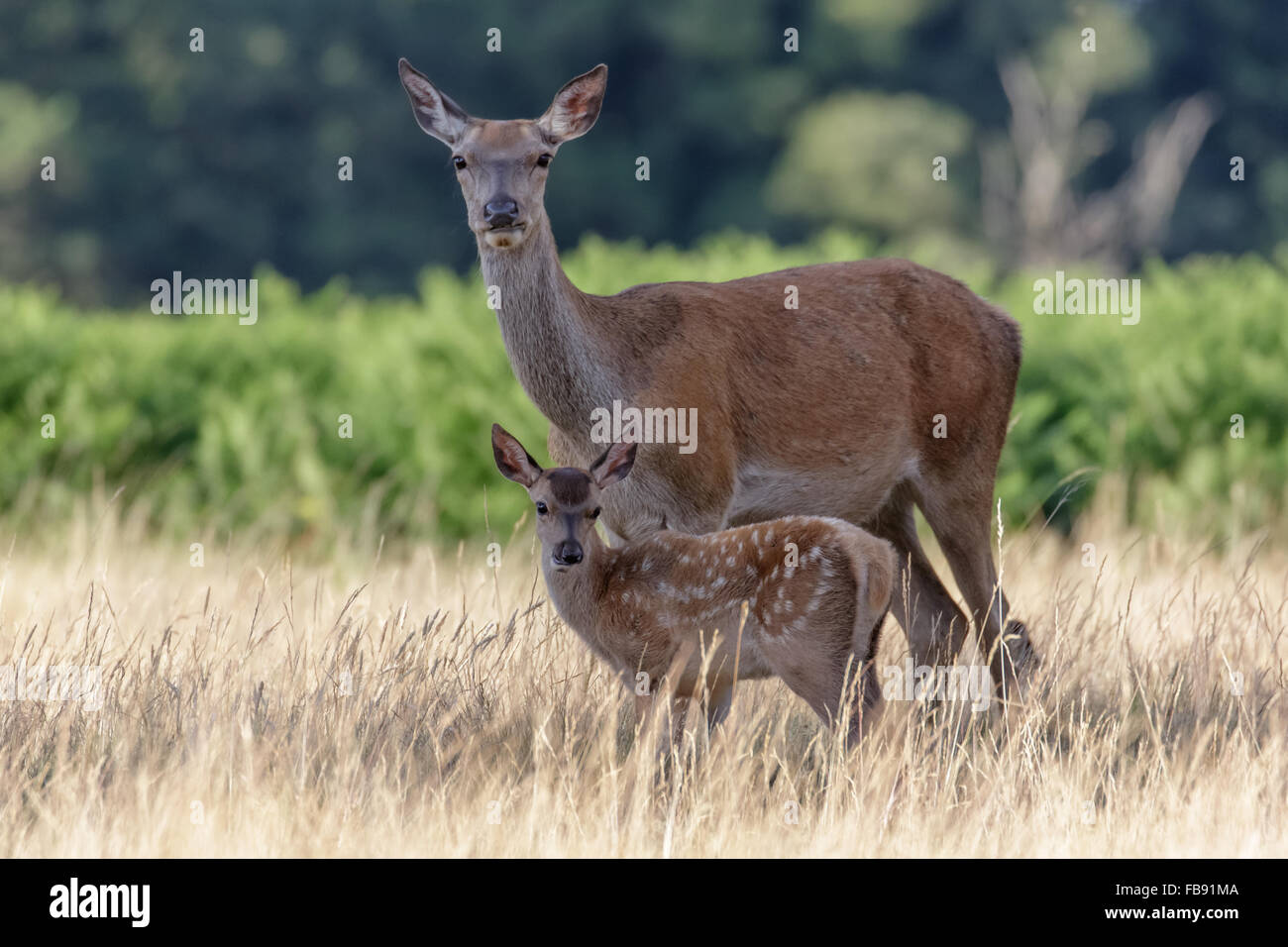 Young female deer hi-res stock photography and images - Alamy